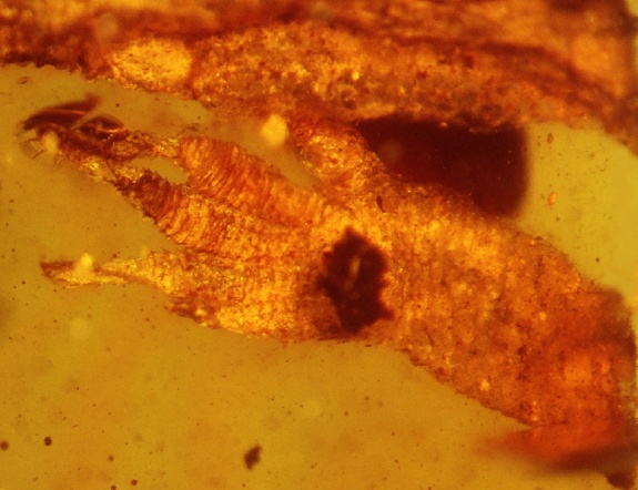 Discovery - Oldest Gecko Fossil Ever | Science 2.0