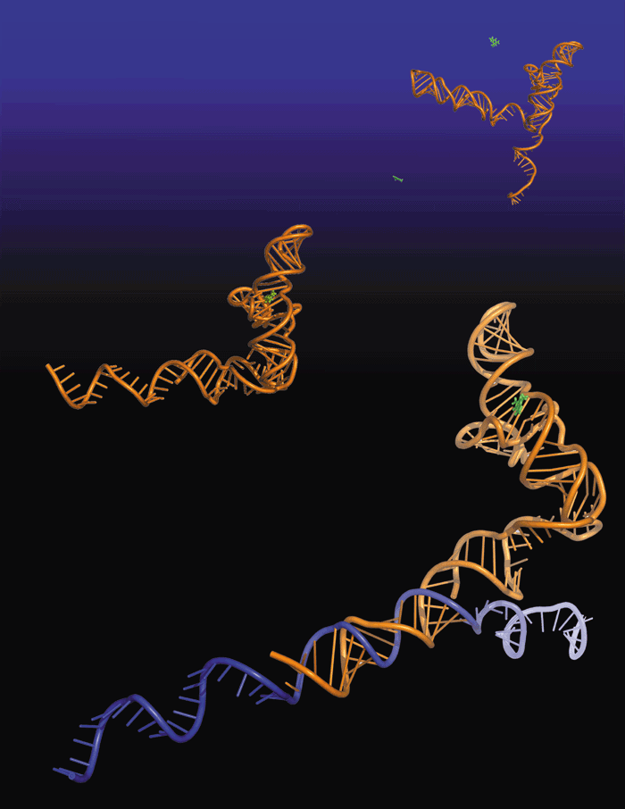 'Plug-and-Play' Synthetic RNA Device | Science 2.0
