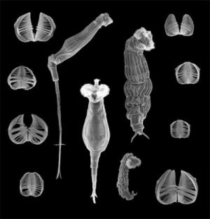 Free Radicals And Aging Discovery - This Aquatic Animal Is Resistant To ...