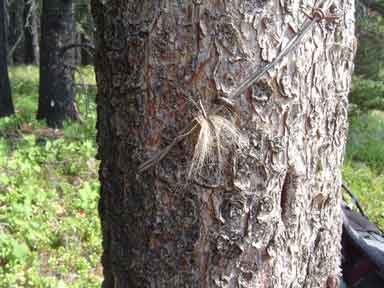 Why Bears Rub Trees - Communication And Peacekeeping | Science 2.0