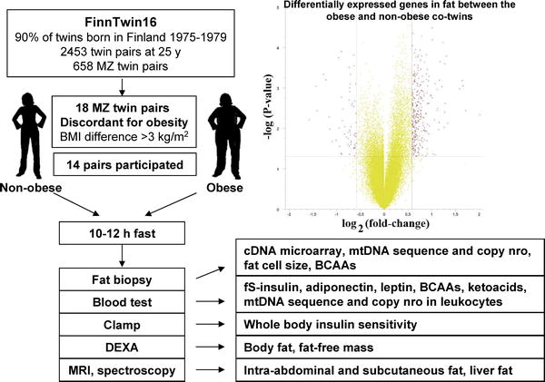 Study: Obesity Creates Dysfunctional Mitochondria And Lowers Metabolism ...
