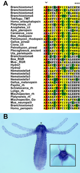Hydra Vision Genes Provide A Glimpse Of Evolution History | Science 2.0