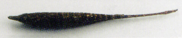 Darwin's Natural Selection Gets An Affirmation From Armored Stickleback ...