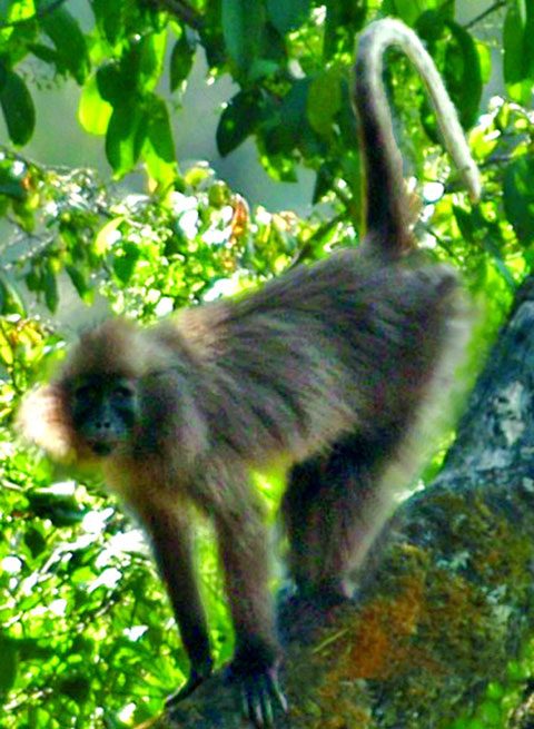 Africa's Newly Discovered 'Kipunji' Monkey Already Threatened With ...