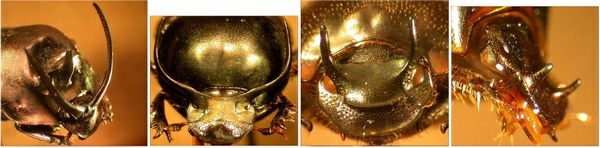 Male Copulatory Organ Sizes Plus Natural Selection Equals Evolution Of ...