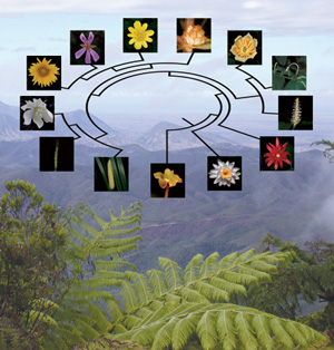Evolutionary Tree Of Life For Flowering Plants | Science 2.0