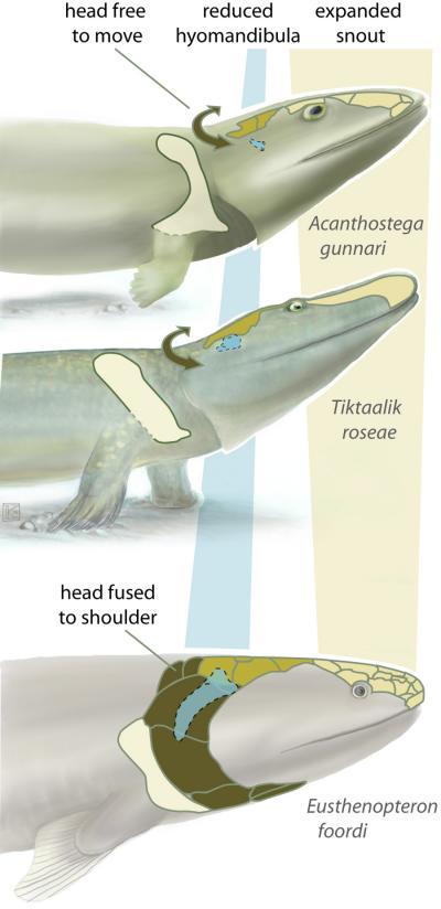 Tiktaalik Roseae 'Fishapod' Reveals Head Structure Of First Land ...