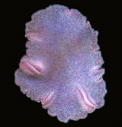 Trichoplax Adhaerens Genome Shows Simplest Animal Has Complex Metabolic ...