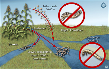 Genetically Engineered Corn May Harm Stream Ecosystems | Science 2.0