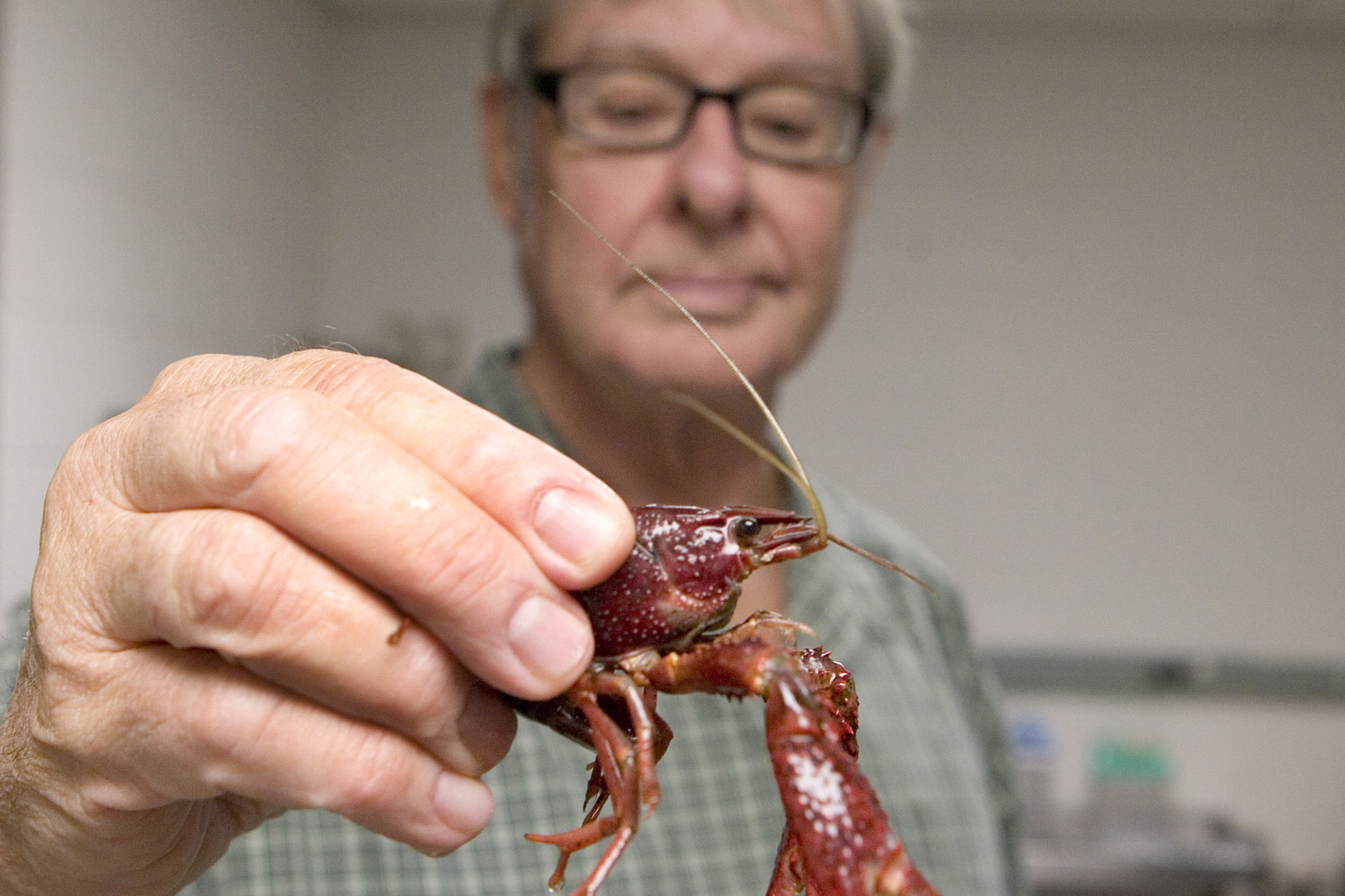 Inside The Crayfish Brain | Science 2.0