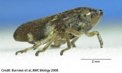 Froghopper Pleural Arch Allows It To Leap 100X Its Body Length ...