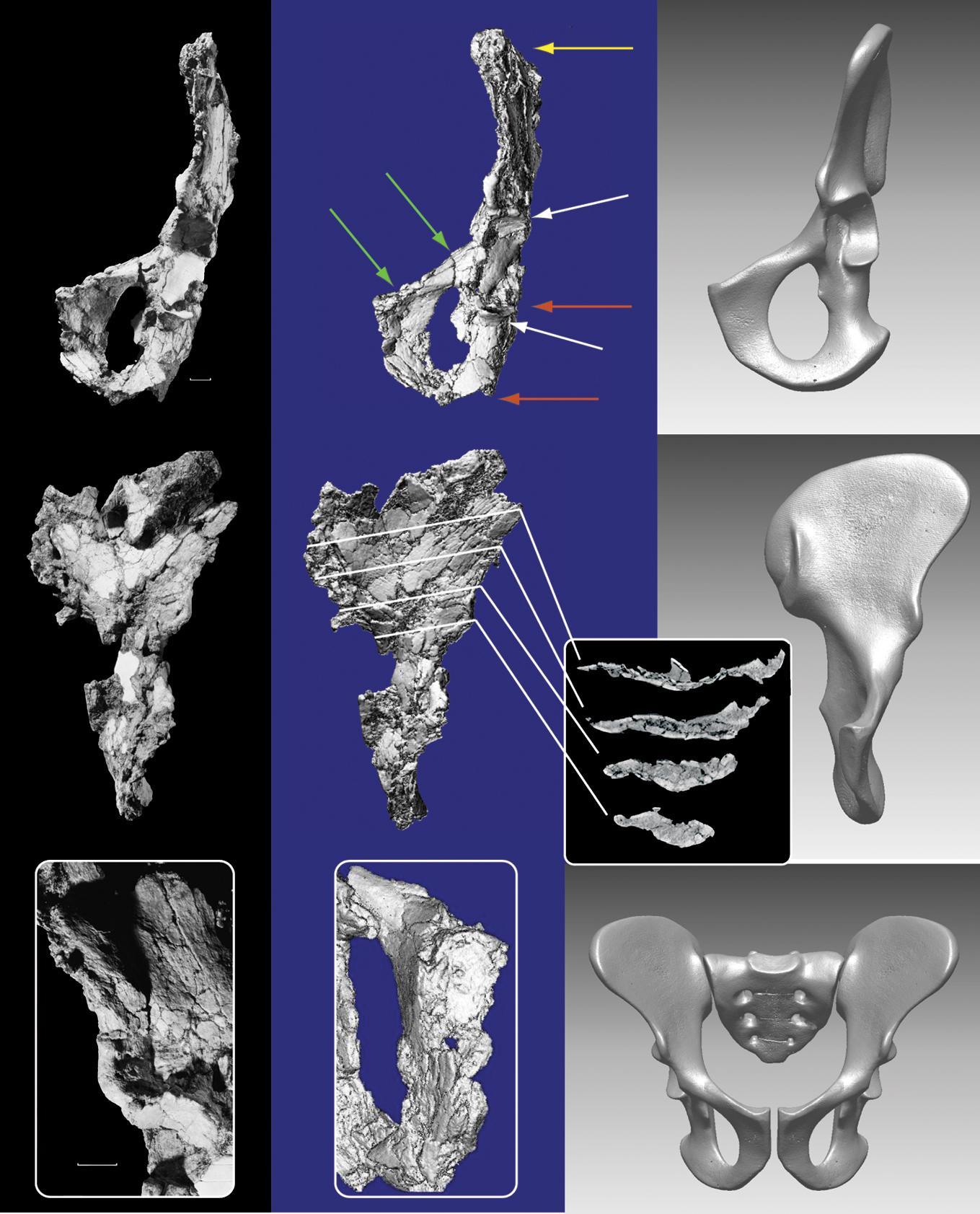 Meet Ardipithecus Ramidus - Early Hominid Common Ancestor Was Neither ...