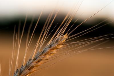 Draft Of The Wheat Genome Completed | Science 2.0