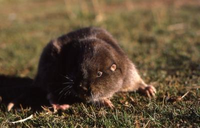 Gopher It: Four New Species Of Tuco-tucos Identified | Science 2.0