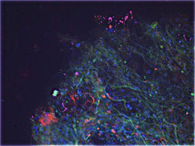 Bacteria, Archaea And Microbial 'Ropes' Found In Underground Cave Lake ...
