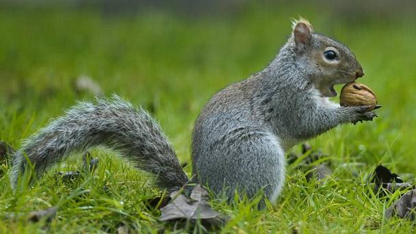 Downside To Diversity: How Grey Squirrels Invade So Easily | Science 2.0
