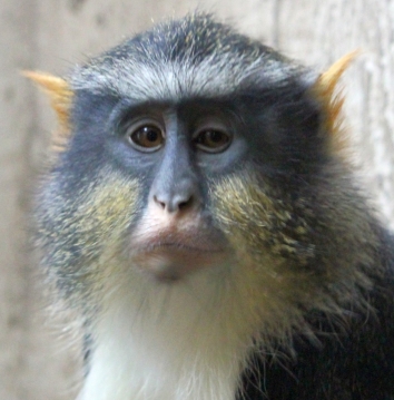 Old World Monkey Faces:Their Dramatic Evolution To Avoid Interbreeding ...