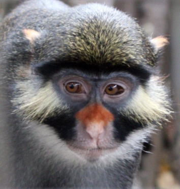 Old World Monkey Faces:Their Dramatic Evolution To Avoid Interbreeding ...