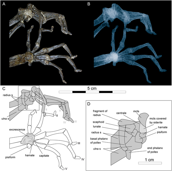 Missing Link? Darwinius Masillae Transitional Fossil Has Human-Like ...