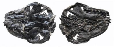 Liaoconodon Hui: Transitional Middle Ear Fossil Found | Science 2.0