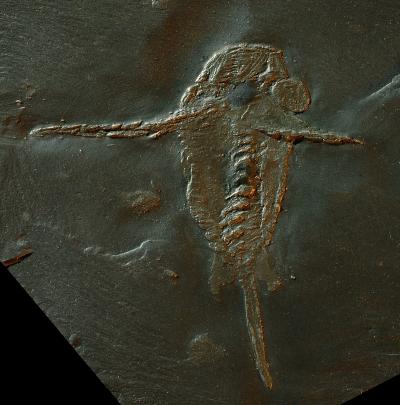 Schinderhannes Bartelsi The Origin Of Claws In A 390 Million Year Old