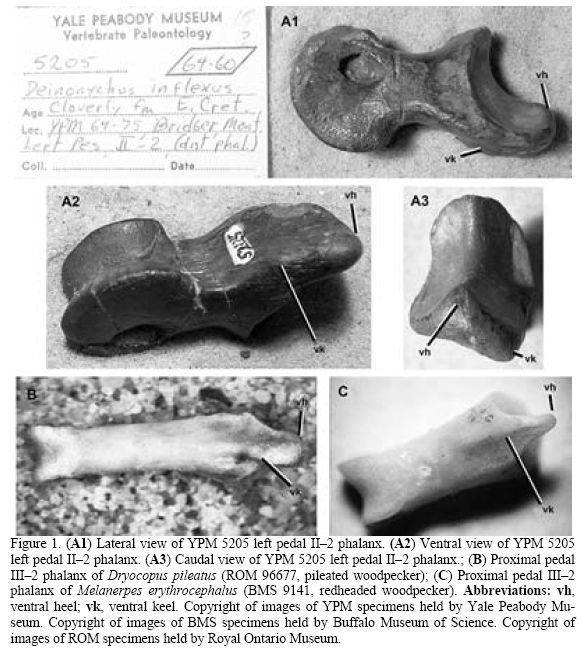 Tatankacephalus Cooneyorum - New Ankylosaur Dinosaur Species Discovery ...