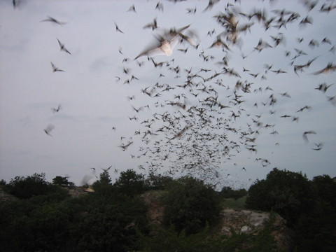 Whispering Bats Are Actually Kind Of Loud | Science 2.0