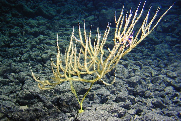 Discovery - 7 New Species Of Bamboo Coral Near Hawaii | Science 2.0