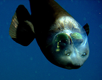 Macropinna Microstoma Mystery Solved - The Transparent Head And Tubular ...