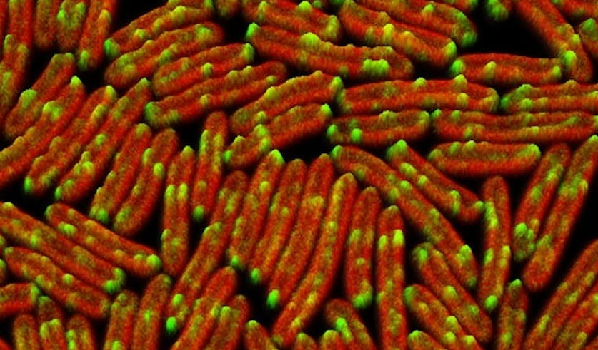 Illuminated Cyanobacteria Shed Light On Biofuel Production | Science 2.0