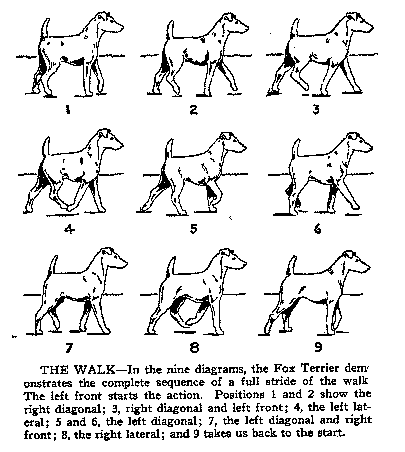 How Do Dogs Walk? Even Animal Anatomy Experts Get It Wrong 50 Percent ...