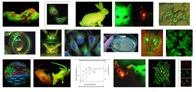 Glow-In-The-Dark Kittens (and Monkeys! And Ovaries!) | Science 2.0