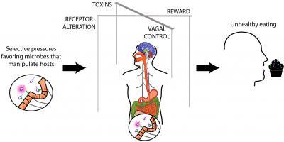 Gut Bacteria: Now Assuming Control Of Your Brain | Science 2.0