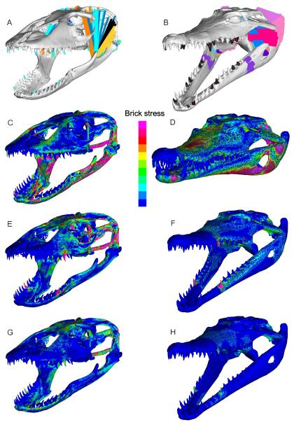 Komodo Dragon Tooth-Venom Arsenal, Not Bacteria, Makes It Deadly ...