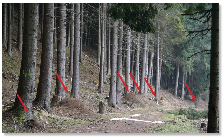 Ants And Earthquakes | Science 2.0