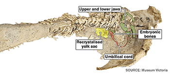 380-Million-Year-Old Placoderm Fossil Shows Oldest Evidence Of Live ...