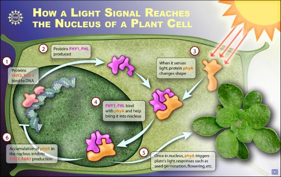 How Plants Evolved Their Response To Light | Science 2.0