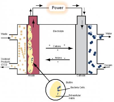 Making Electricity From Bacteria - Progress Toward A Microbial Fuel ...