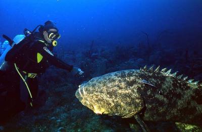 DNA Reveals New Species Of 1000 Pound Goliath Grouper, E ...