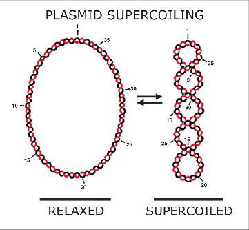 Does Our Genome Oscillate? | Science 2.0