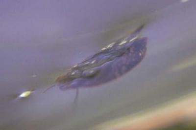 Mucus Propulsion - Controlling Displacement, Water Snail Style ...