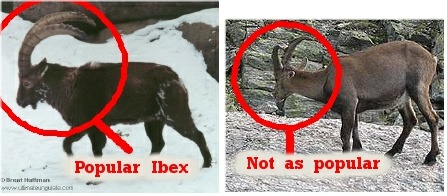 Size Does Matter - Big Horns Mean Better Genes | Science 2.0